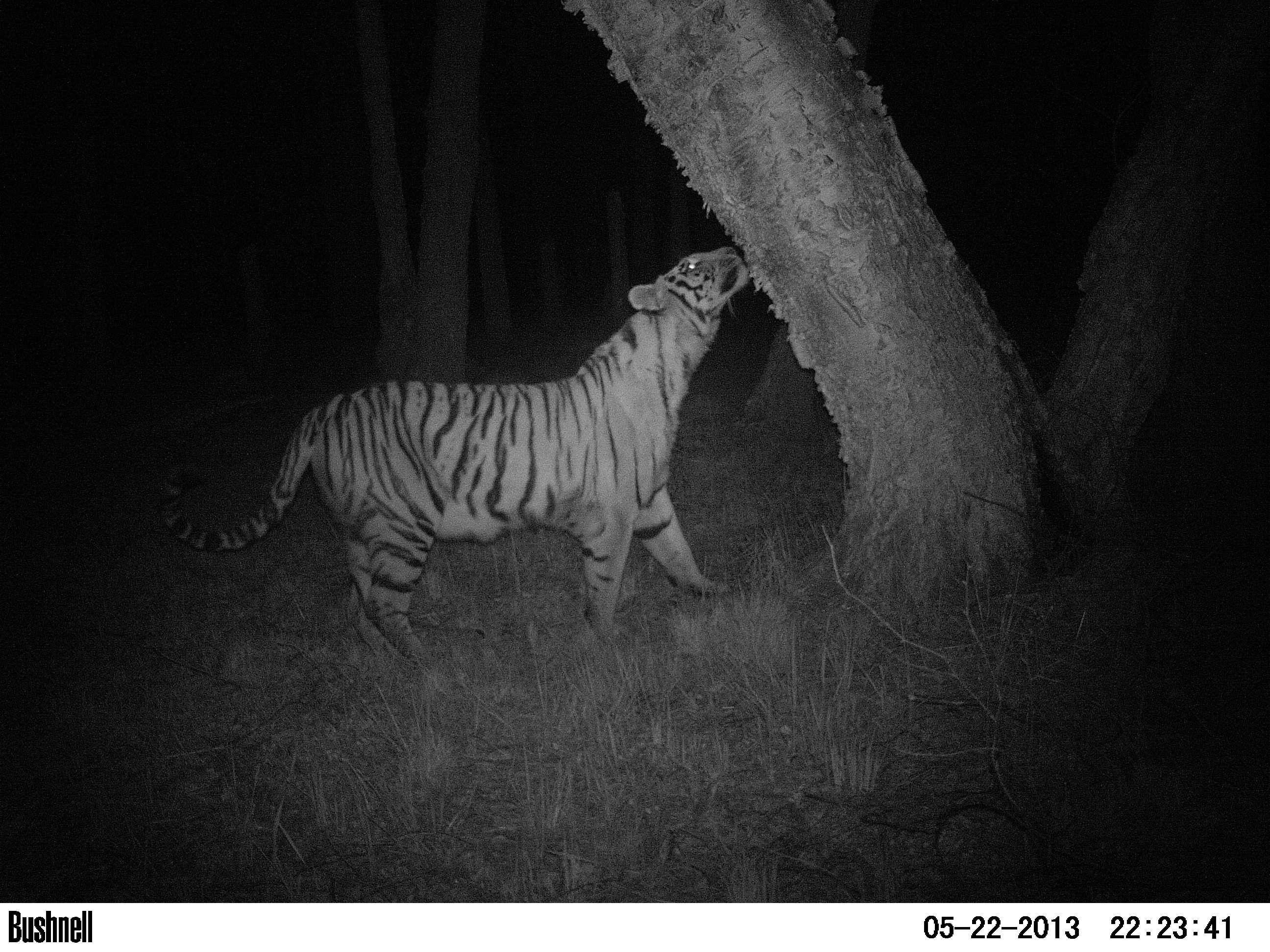 Tigers & the Art of Persuasion – Jonathan C. Slaght